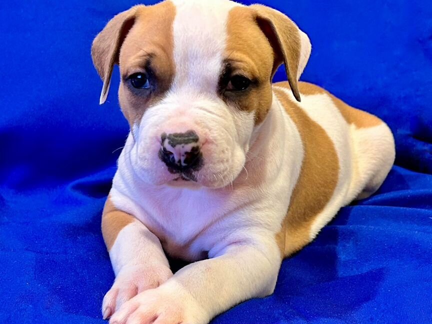 Щенки амстаффа