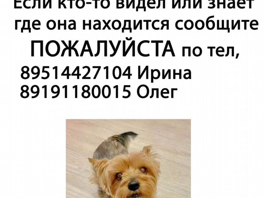 Собаки потеряшки