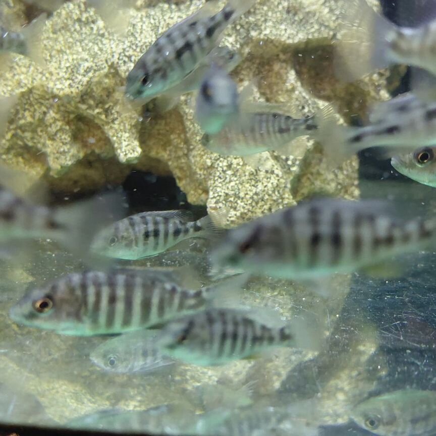 Рыбки цихлиды