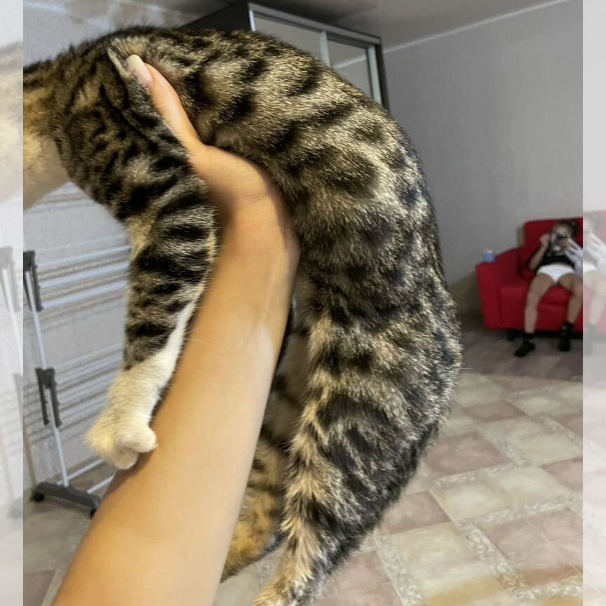 Котенок, красивая окраска, в добрые руки