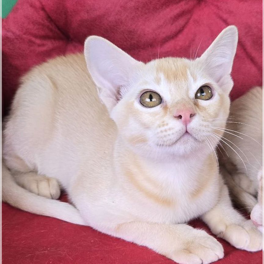 Европейский бурманский котёнок