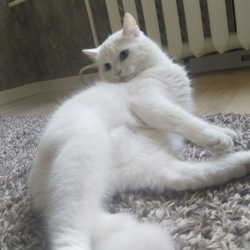 Продаю Кошку