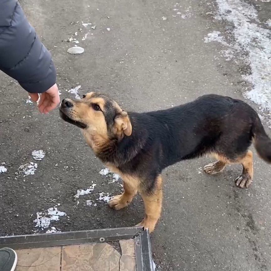 Щенок мальчик в добрые руки