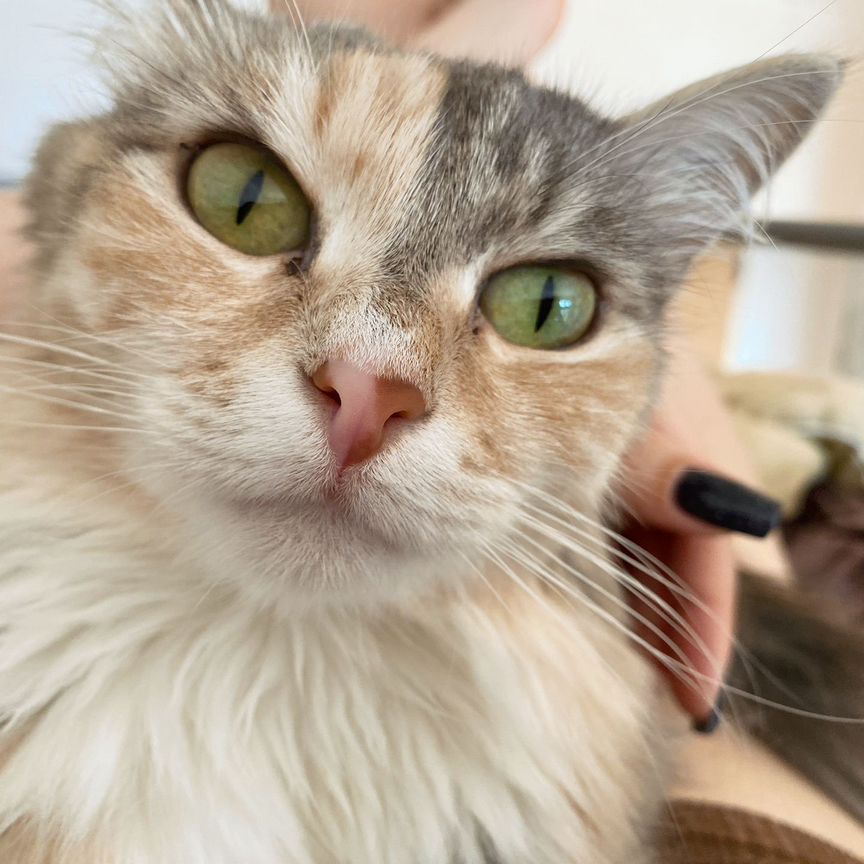 Отдам даром кошку