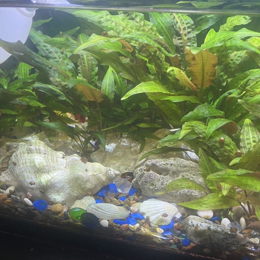 Растение для аквариума