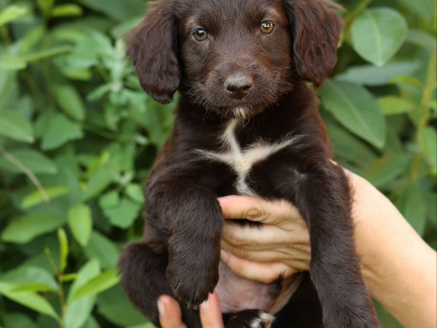 Щенок в добрые руки