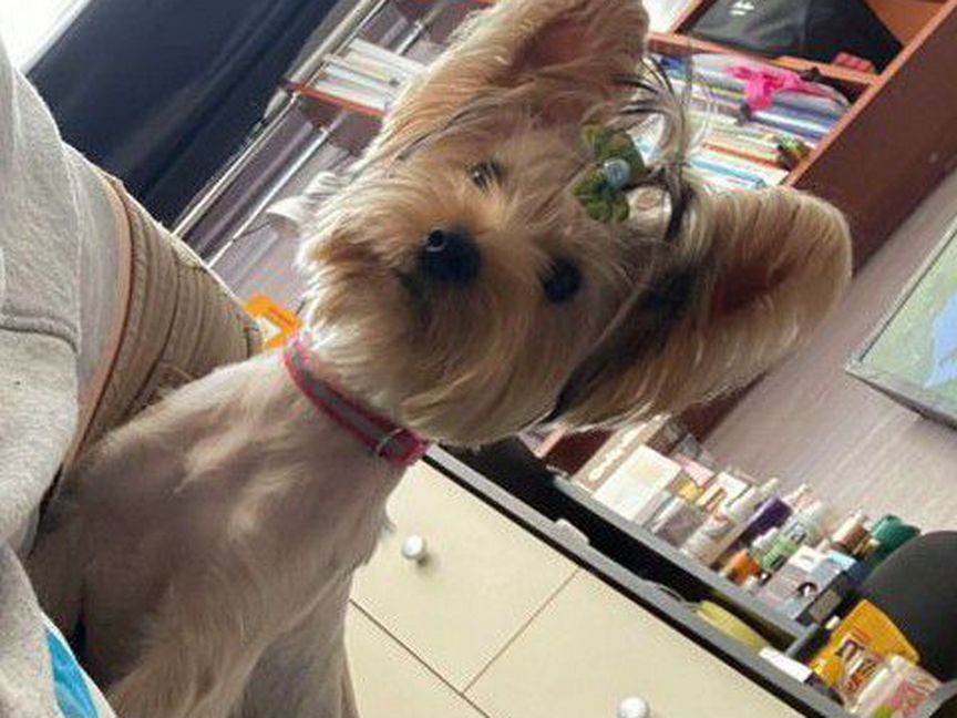 Йоркширский терьер девочка