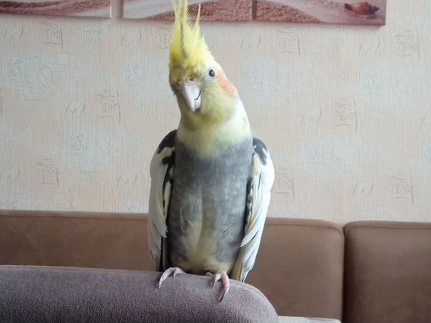 Продам попугая