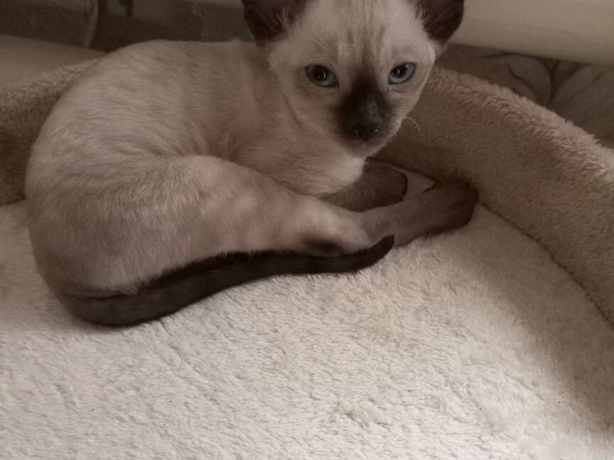 Котята корниш-рекс