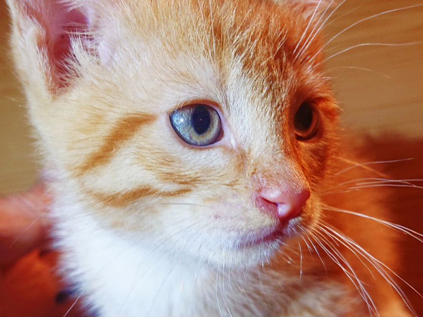 Котёнок. Котёночек. Котейка