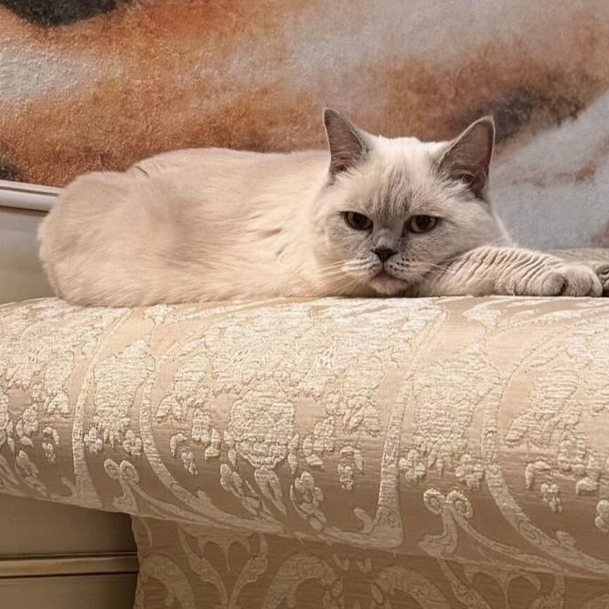 Породистая кошка в добрые руки