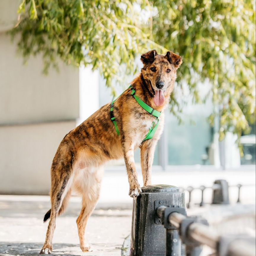 Бриллиант Крашик