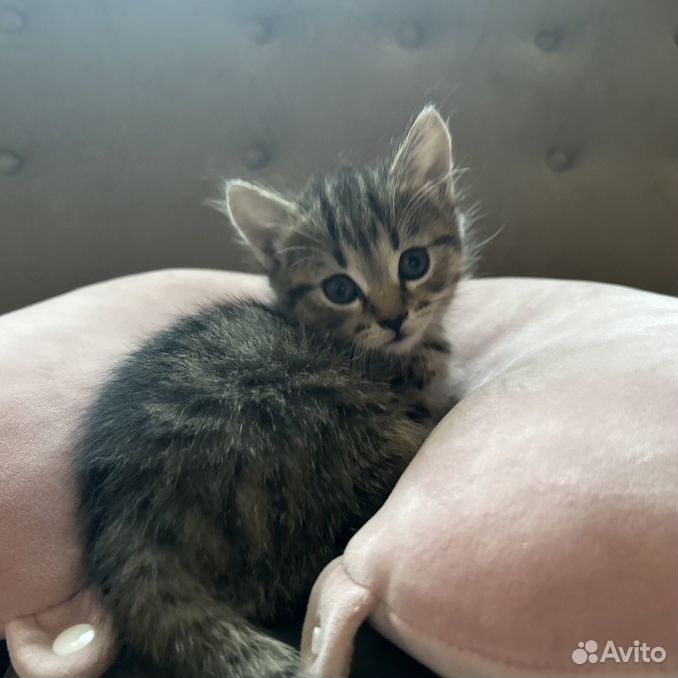 Котята в добрые руки приучены к лотку, девочки