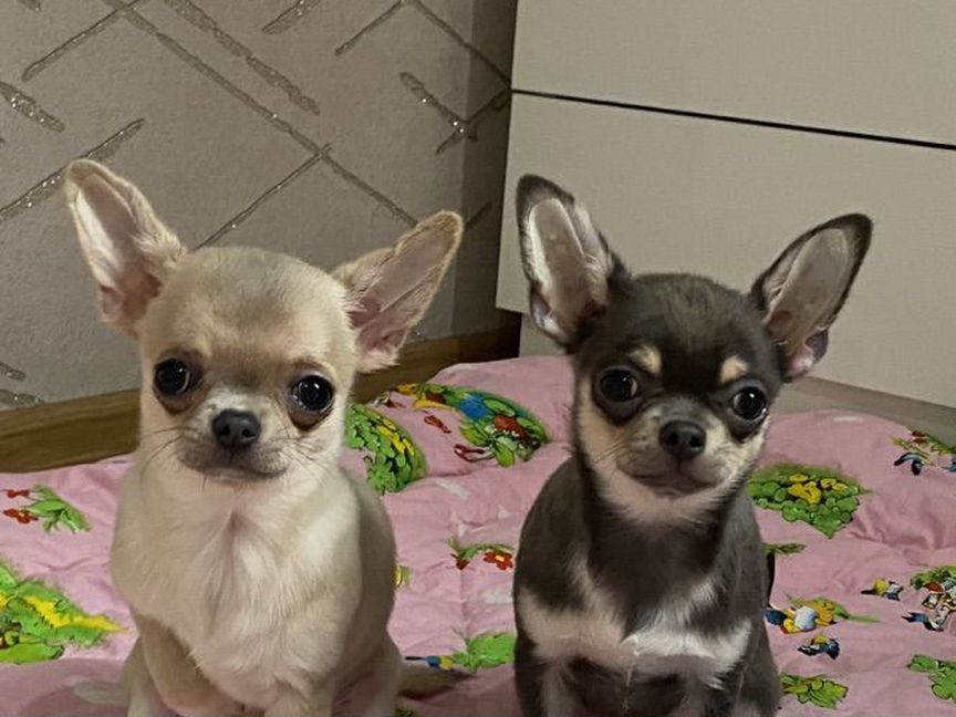 Щенки чихуахуа