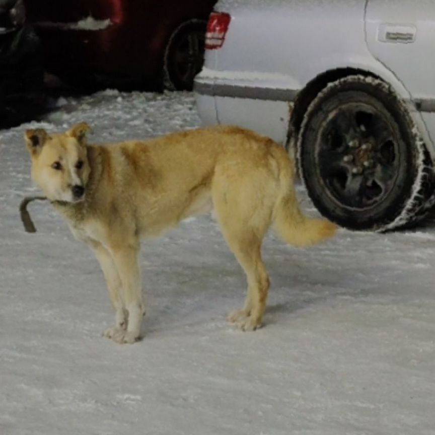 Взрослый пёс в добрые руки