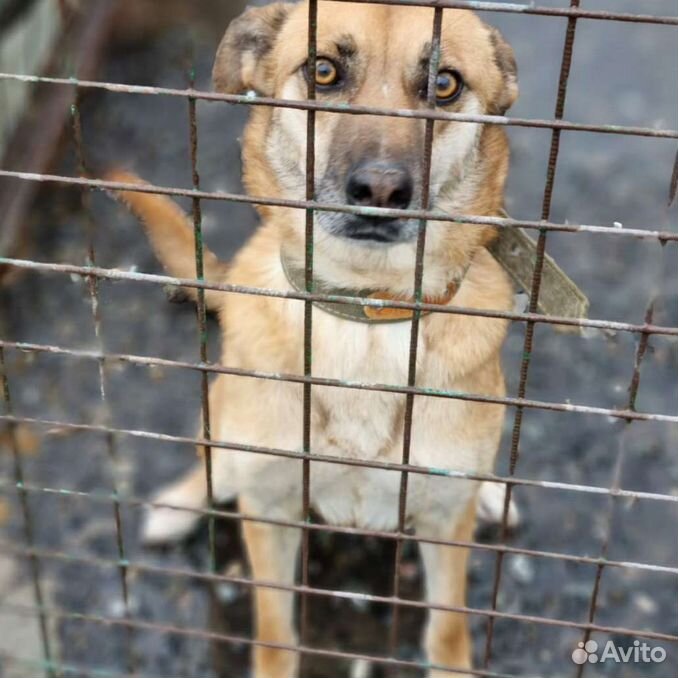 Небольшой ласковый пёс пропадает в приюте