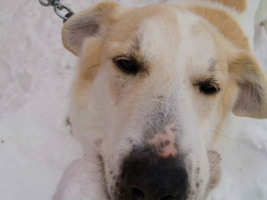 Старушка Дея все ещё надеется найти дом и семью