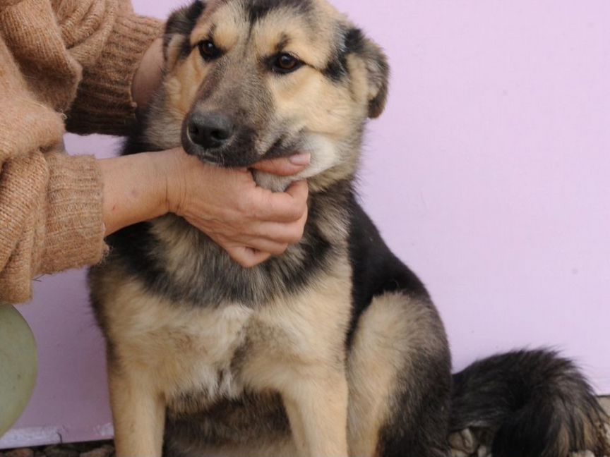 Собака в добрые руки