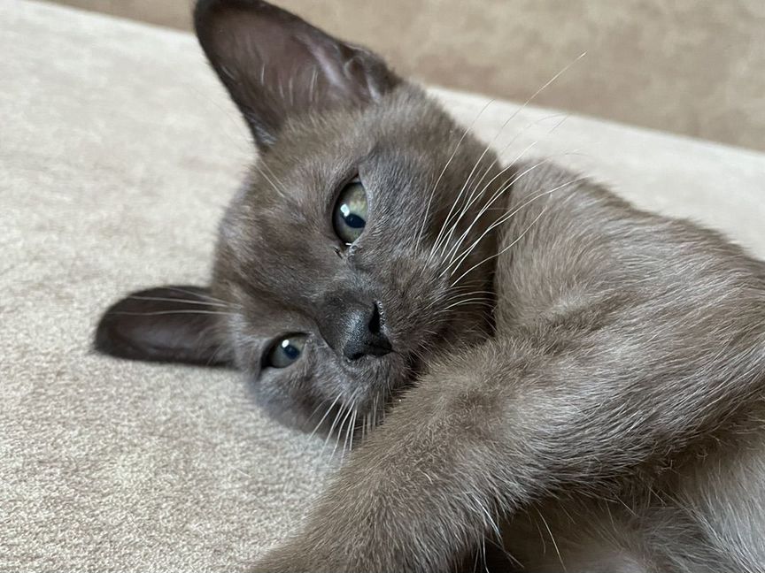 Соболиные мальчики