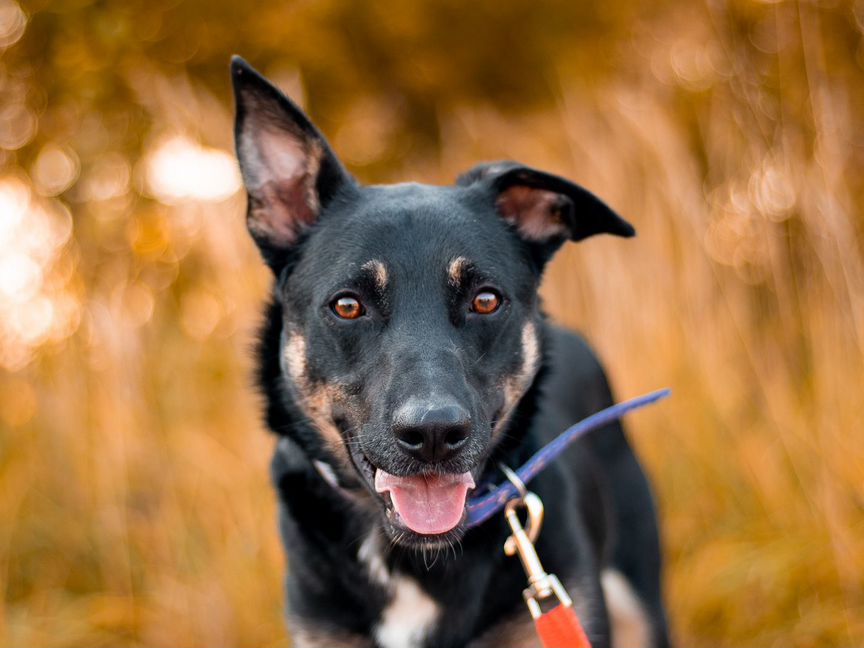 Рокки из приюта ищет дом