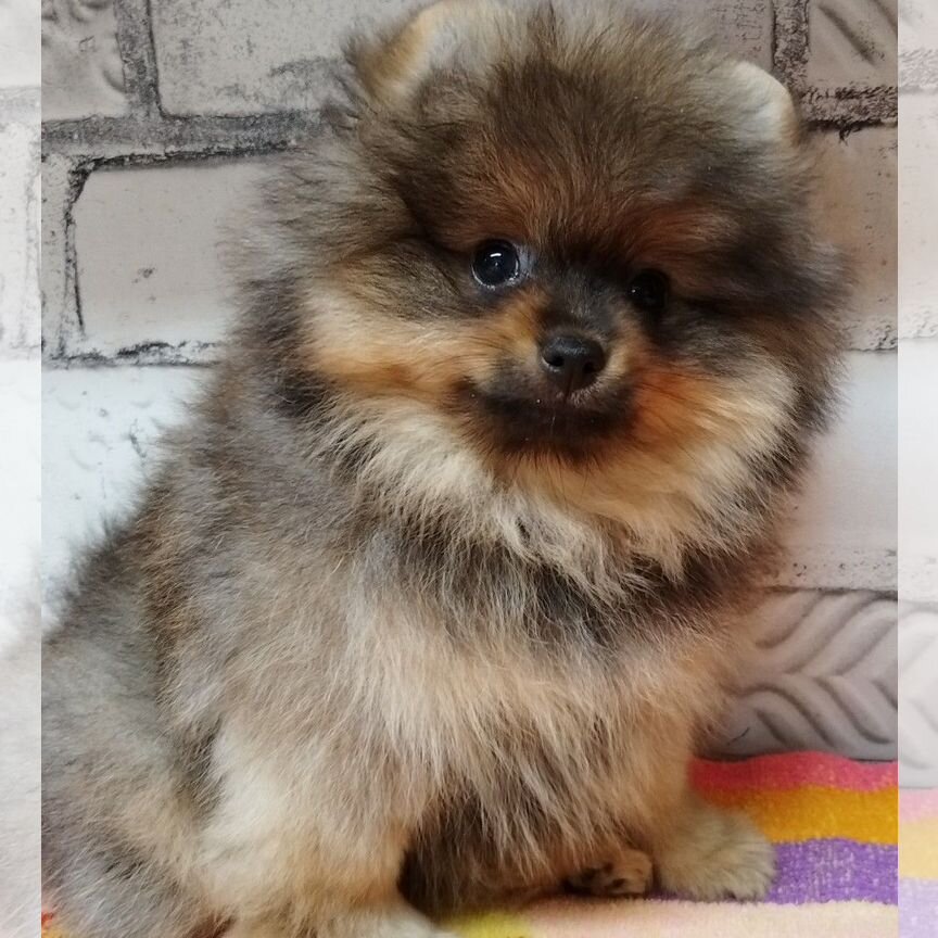 Померанский шпиц, щенок