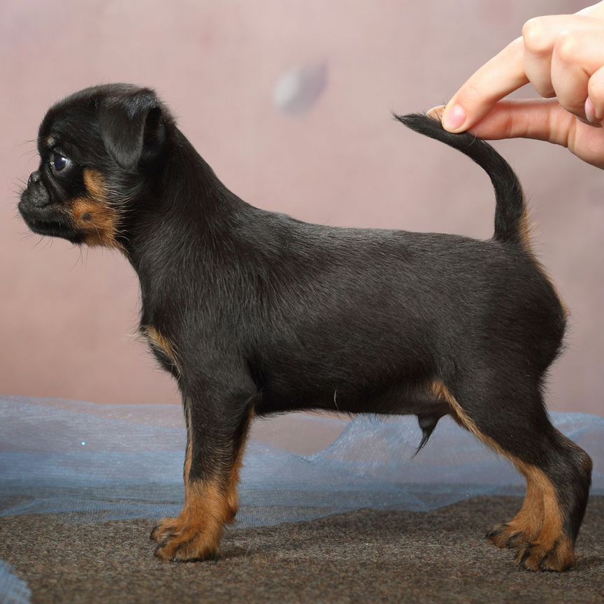 Пти-брабансон, щенок