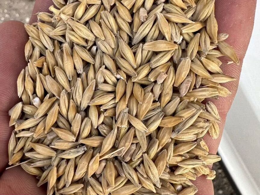 Фуражная кукуруза, Просо корма