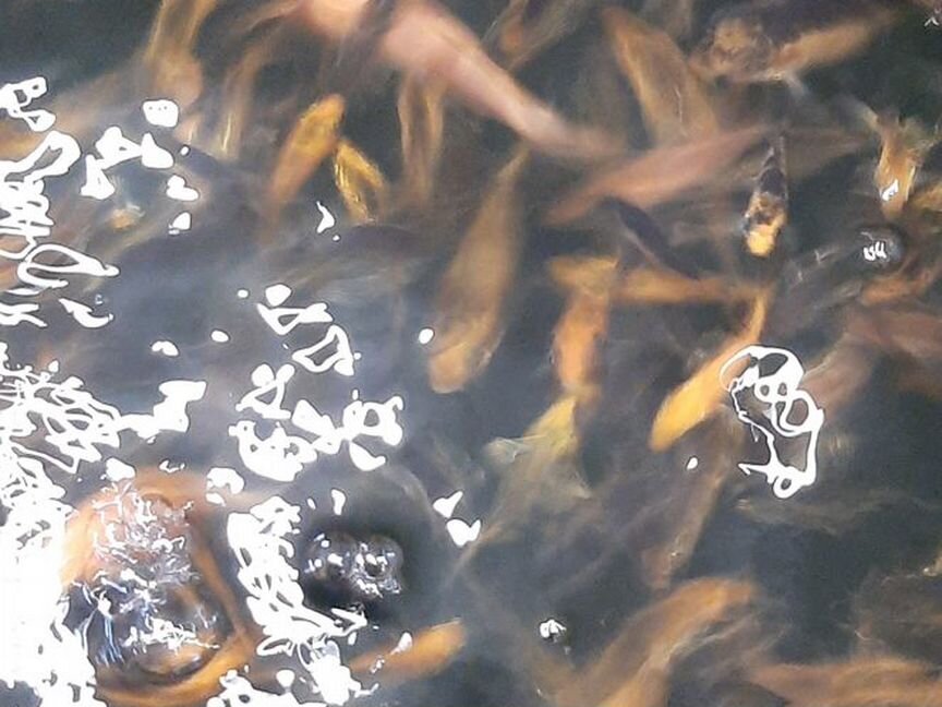 Карпы кои оптом и в розницу