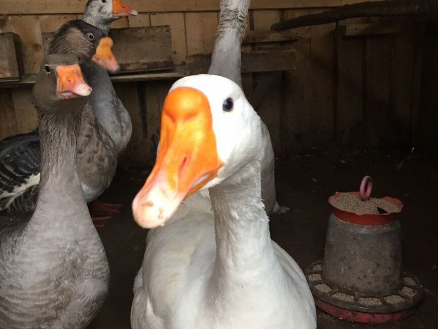Семья гусей на племя