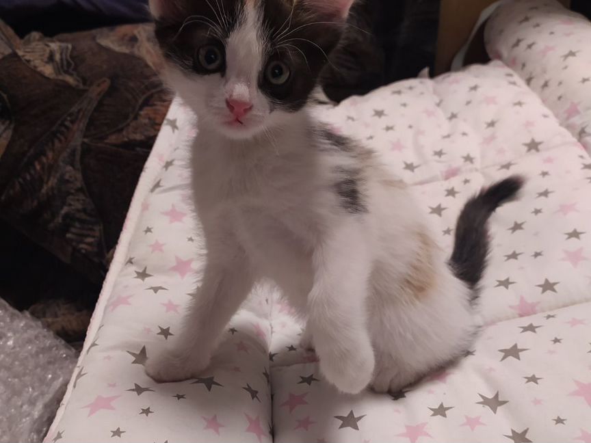 Котёнок приносящий счастье