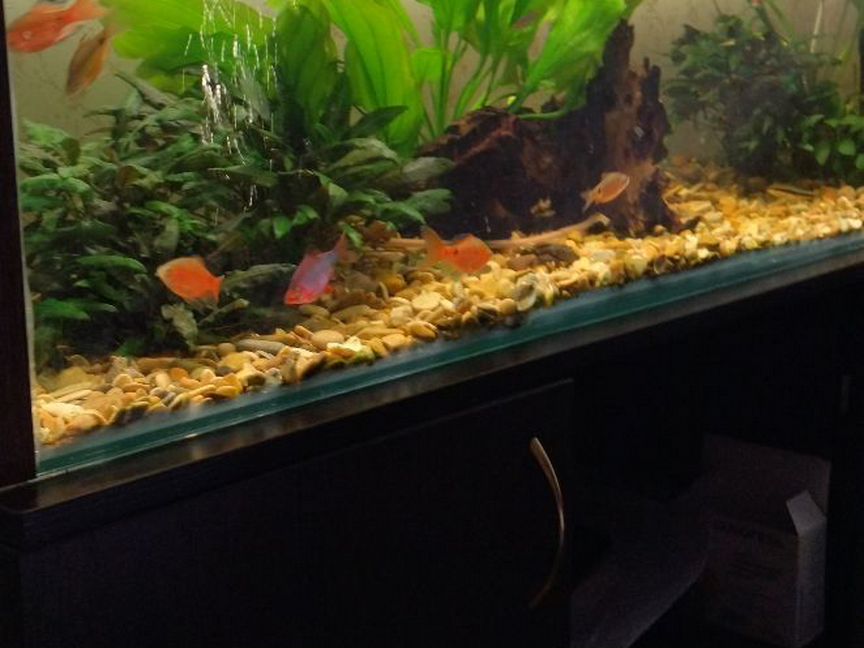 Аквариум 240 литров