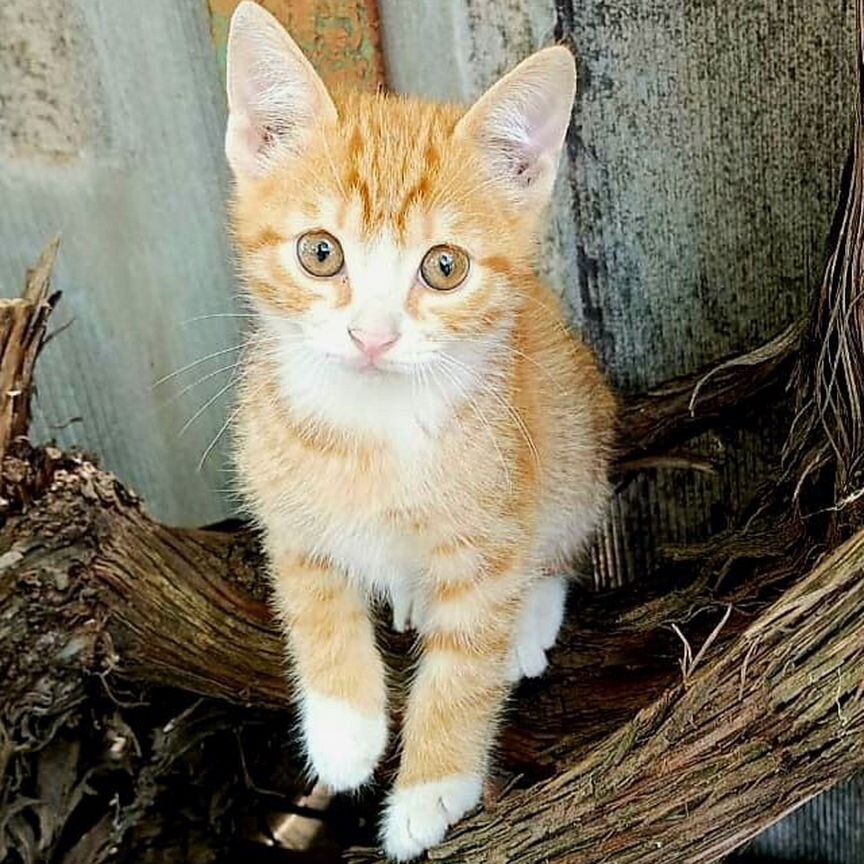 Огненно-рыжий котенок в дар