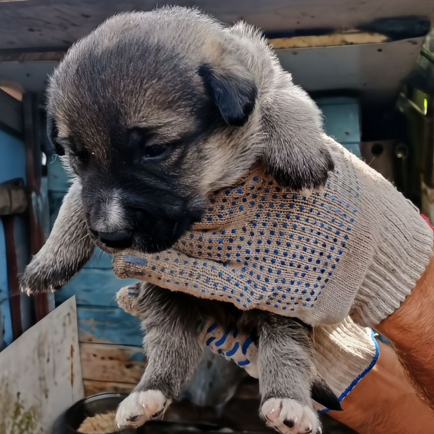 Щенок в добрые руки