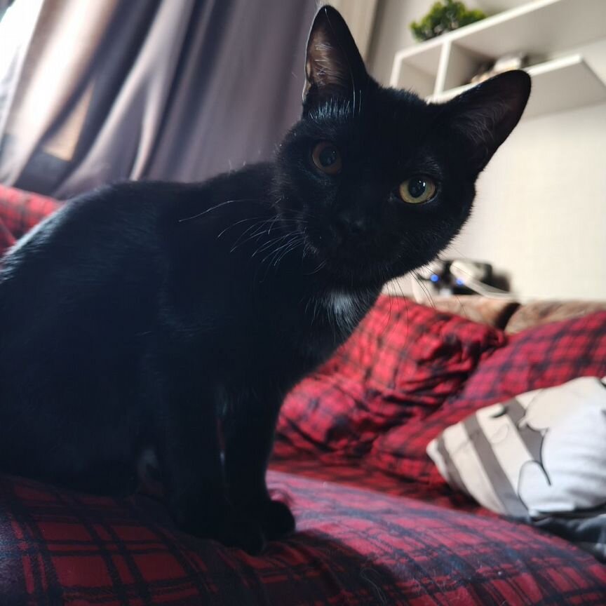 Европейский короткошёрстный котёнок