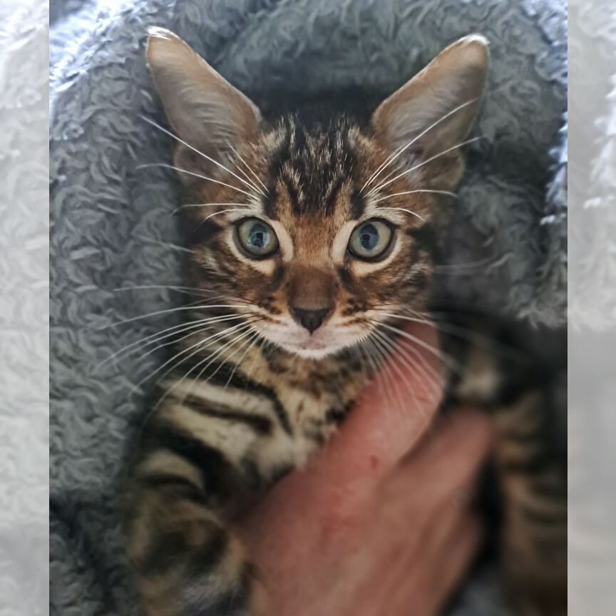 Бенгальская