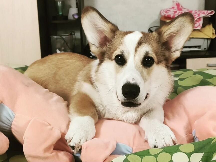 Вельш-корги пемброк вязка