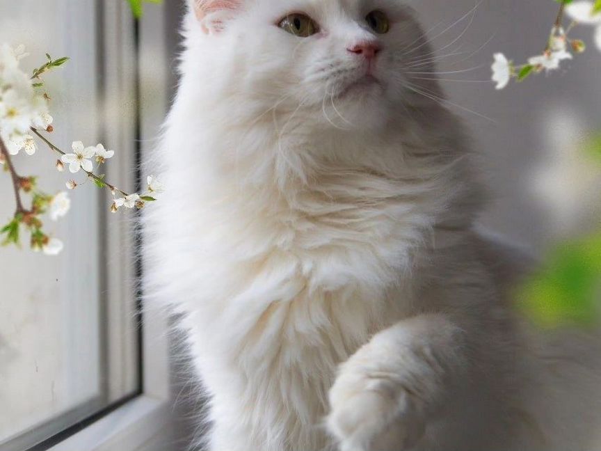 Кошка