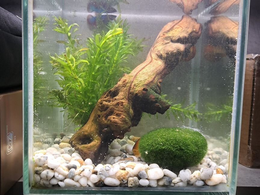 Аквариумные рыбки и растения