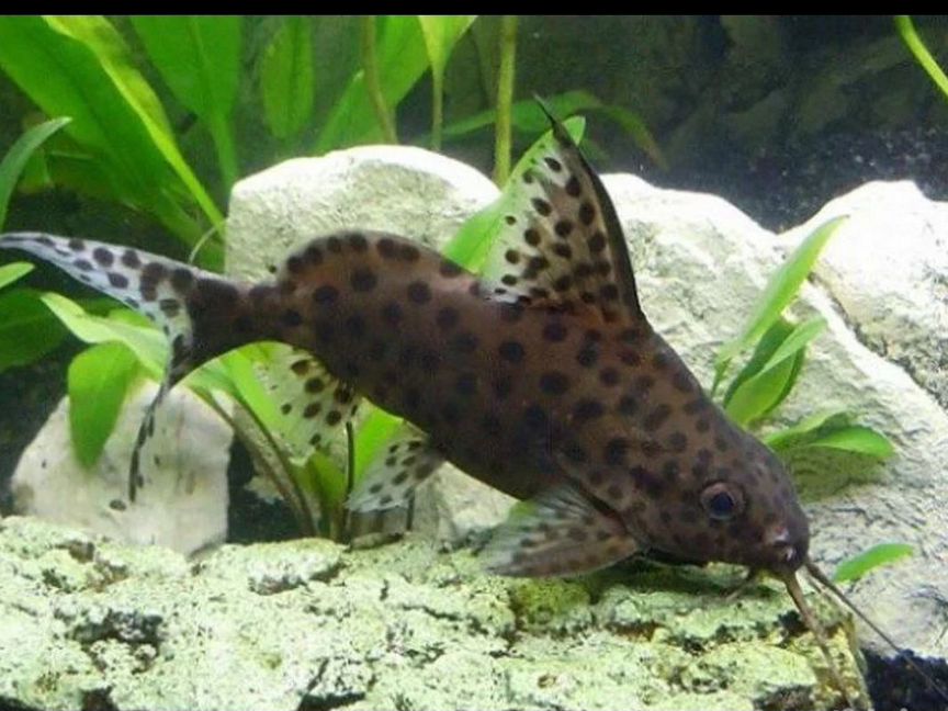 Сом синодонтис