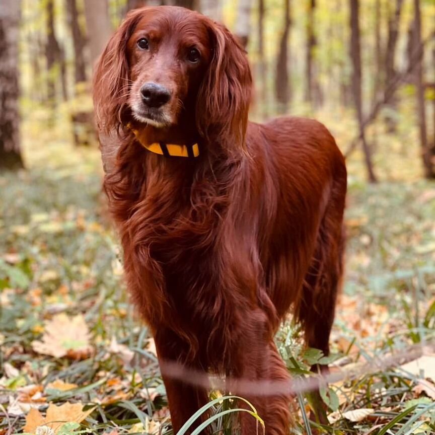 Ирландский сеттер, щенок
