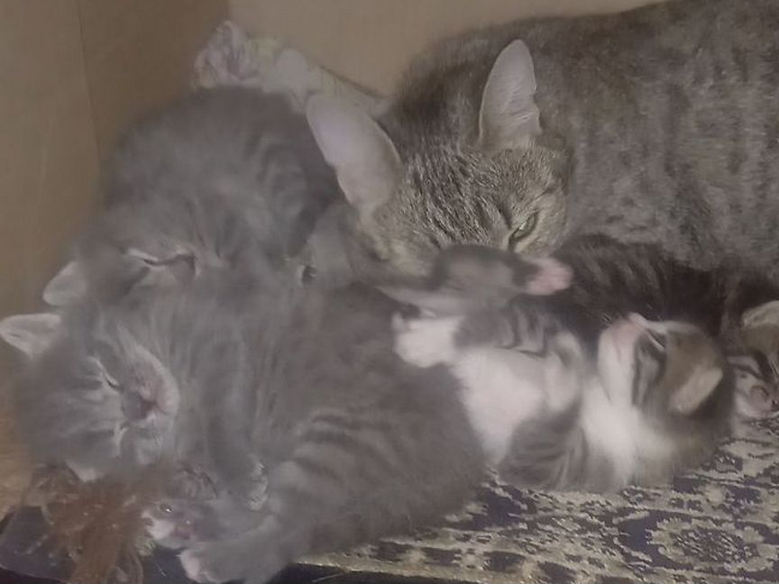 Котята