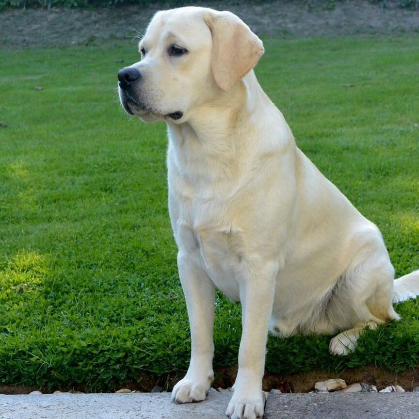 Лабрадор-ретривер, взрослый пёс