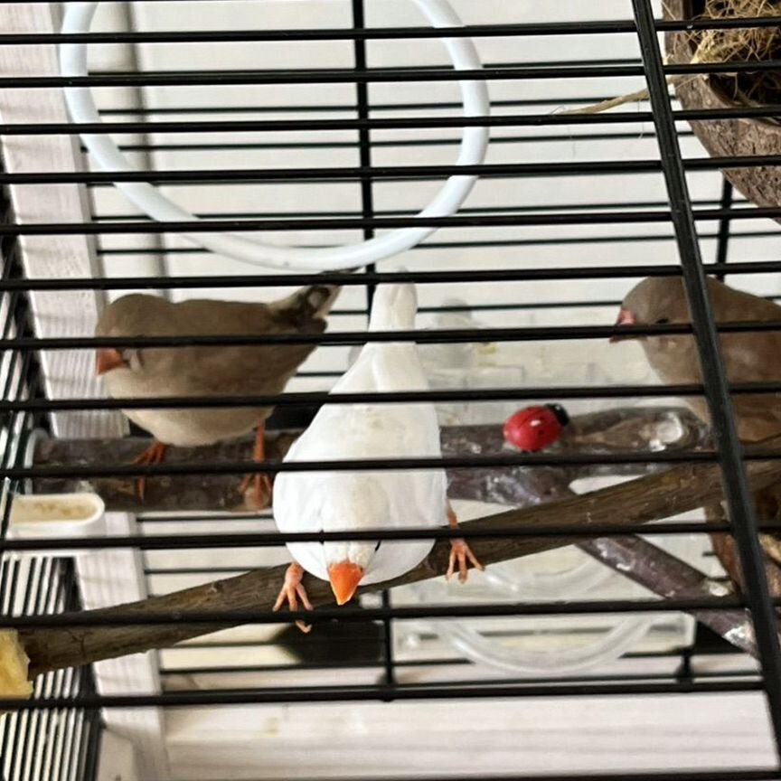 Птинцы Амадин