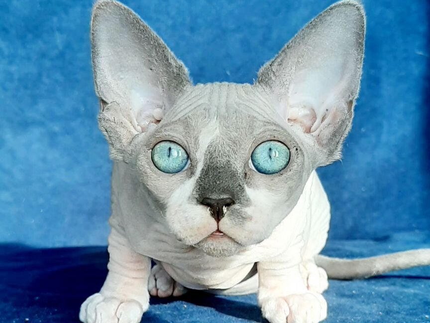 Канадский сфинкс