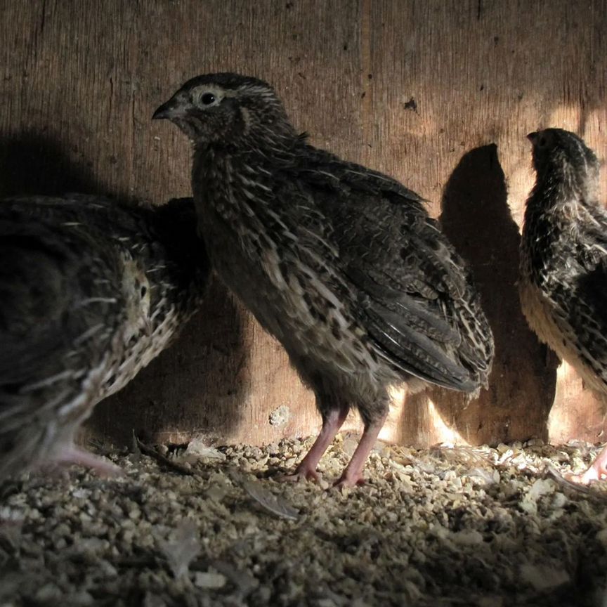 Перепела   свежие яйца