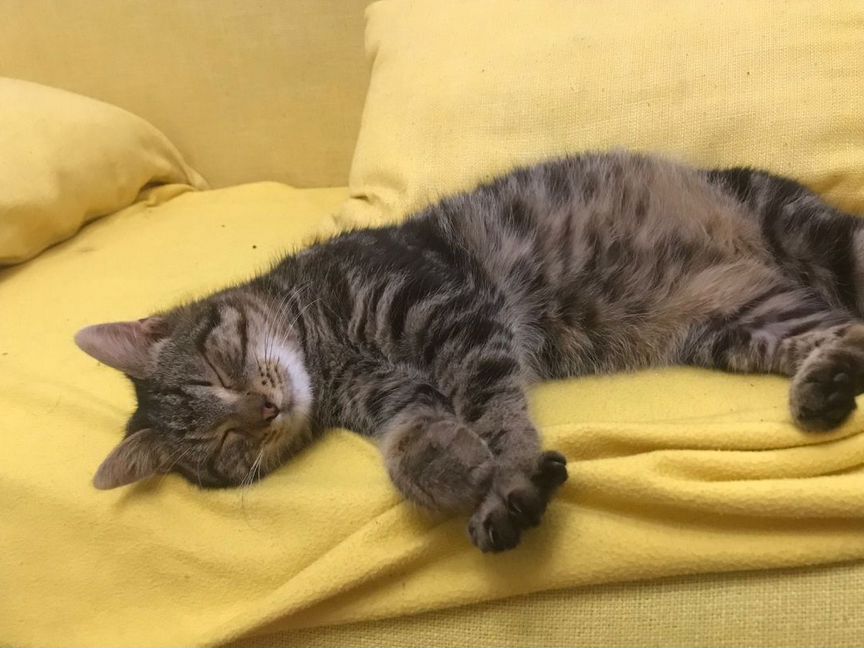 Котик подросток очень ласковый