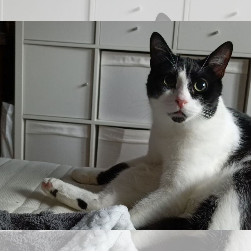 Черно-белый кот Бутузня