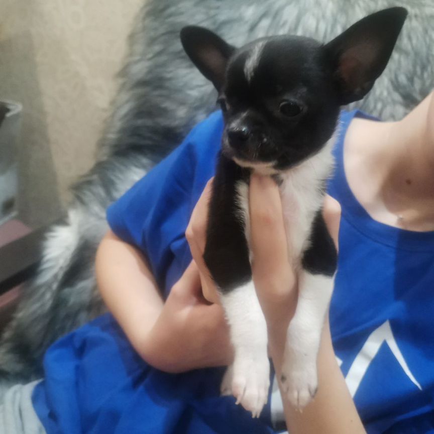 Чихуахуа, щенок