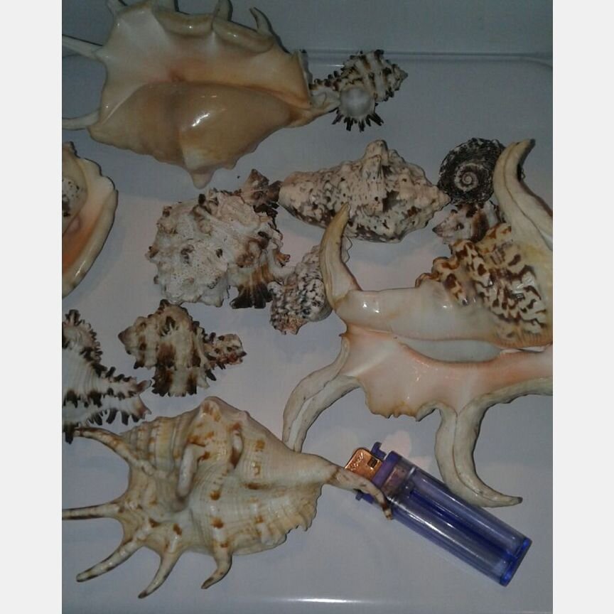 Ракушки морские набор (12 шт) от 17 см