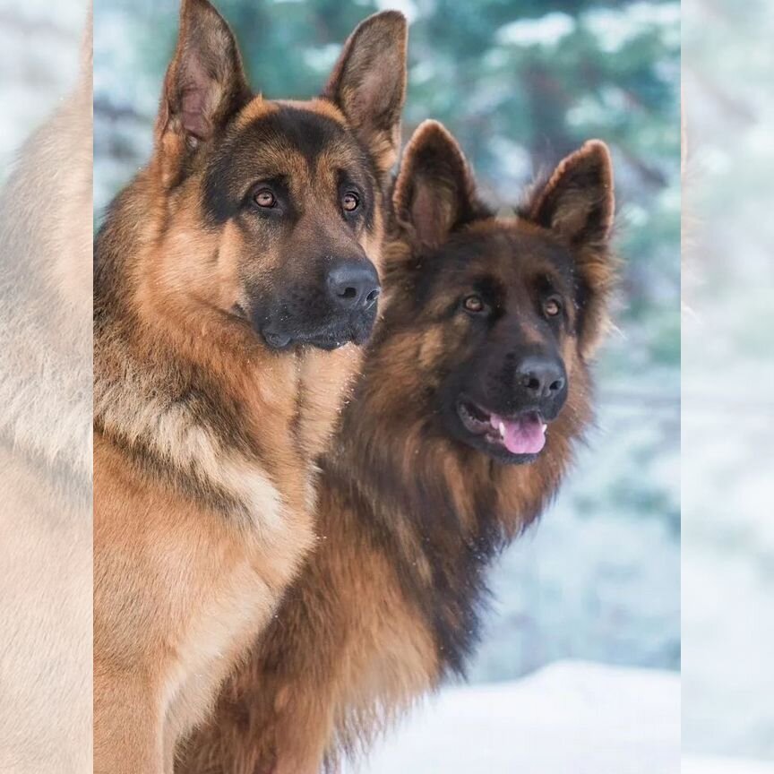 Немецкая овчарка, щенок